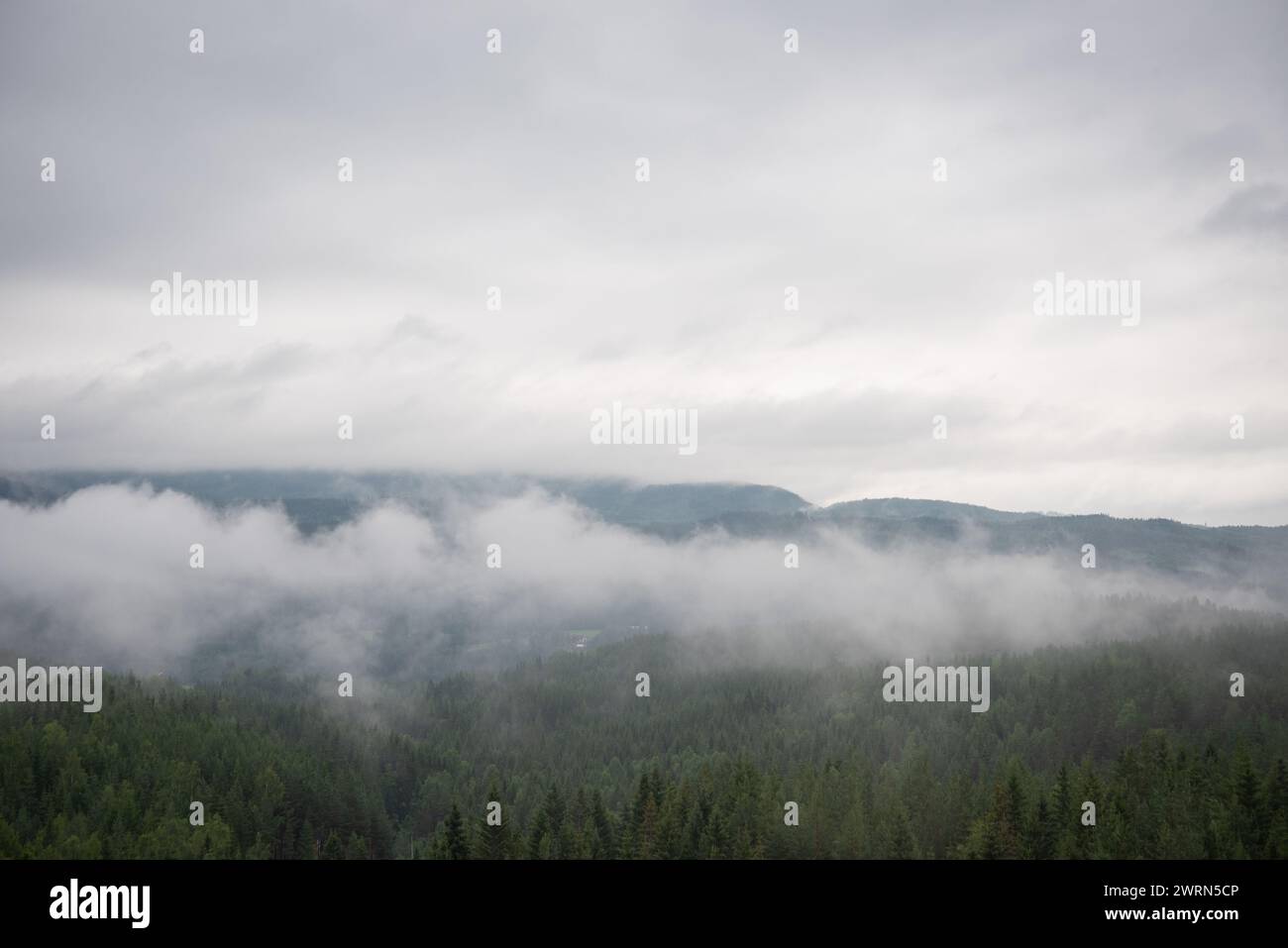 Panoramic view misty forest far hi-res stock photography and images - Alamy