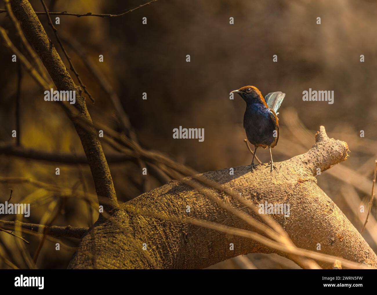 Indian robin outdoors hi-res stock photography and images - Alamy