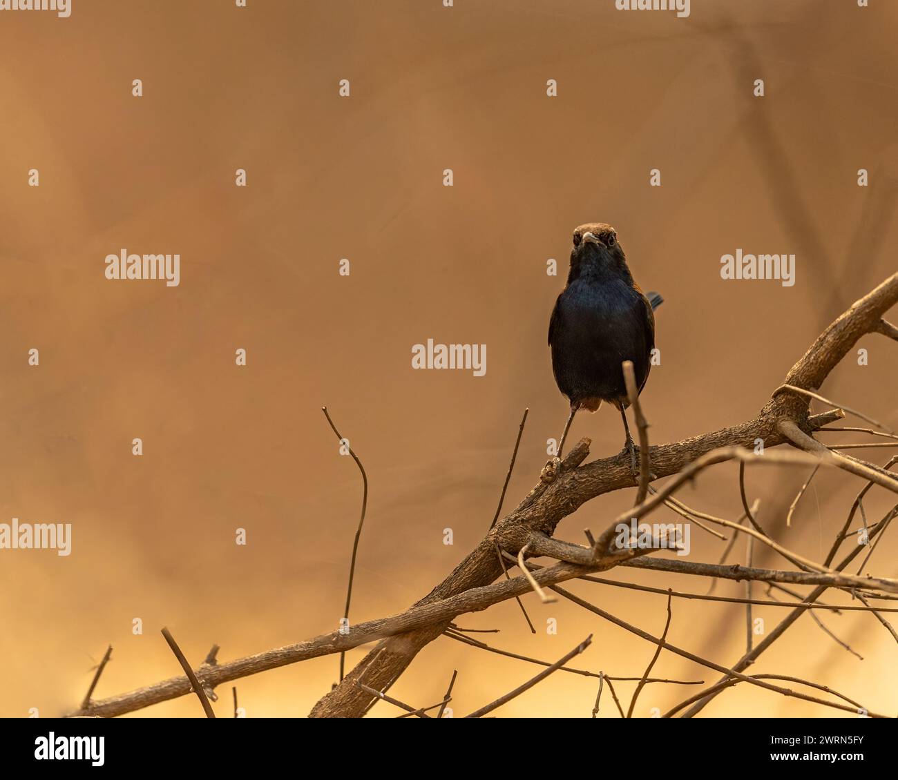 Indian robin on tree hi-res stock photography and images - Alamy