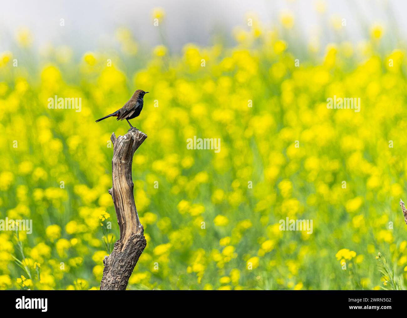 Indian robin in natural environment hi-res stock photography and images ...