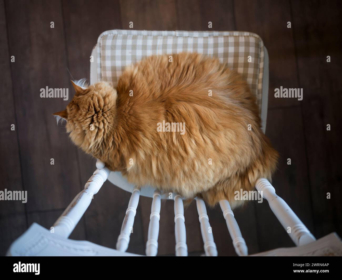 Fat Orange Cat on Chair Stock Photo - Alamy