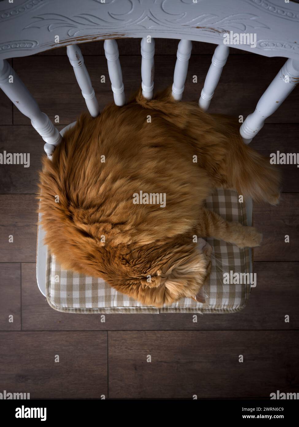 Fat Orange Cat on Chair Stock Photo - Alamy