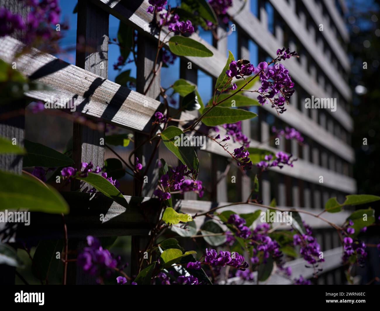 Purple Hardenbergia Violacea Happy Wanderer Vine on lattice Stock Photo ...
