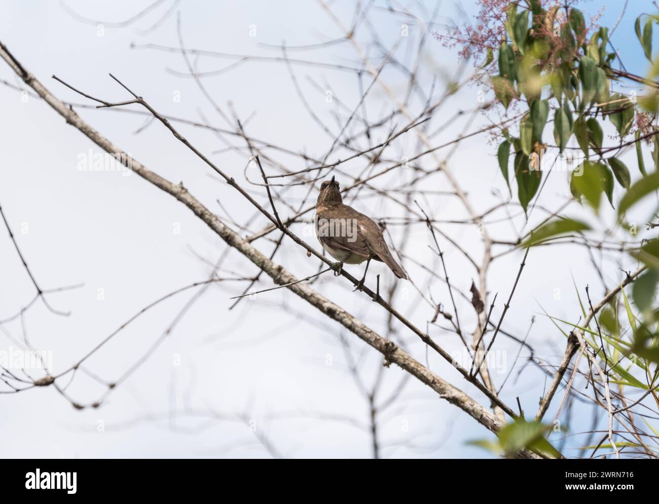 Kara gagali ardic hi-res stock photography and images - Alamy