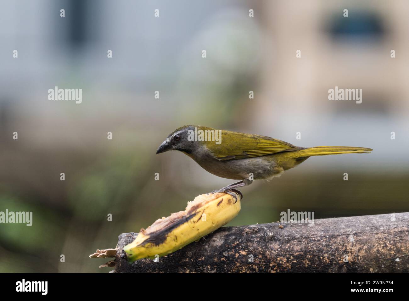 Buyuk saltator hi-res stock photography and images - Alamy