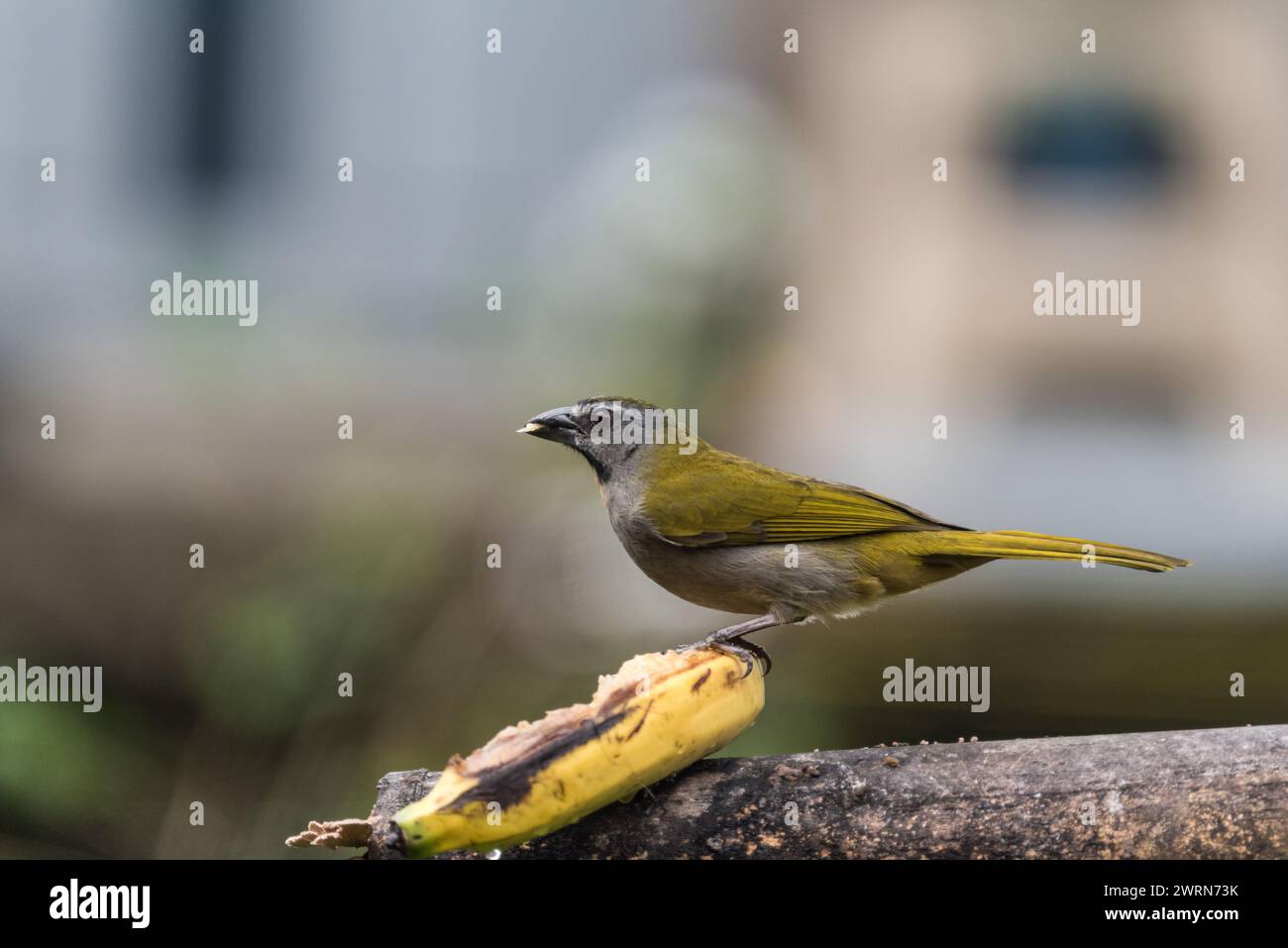 Buff-throated Saltator (Saltator maximus) on a banana bird feeder in ...