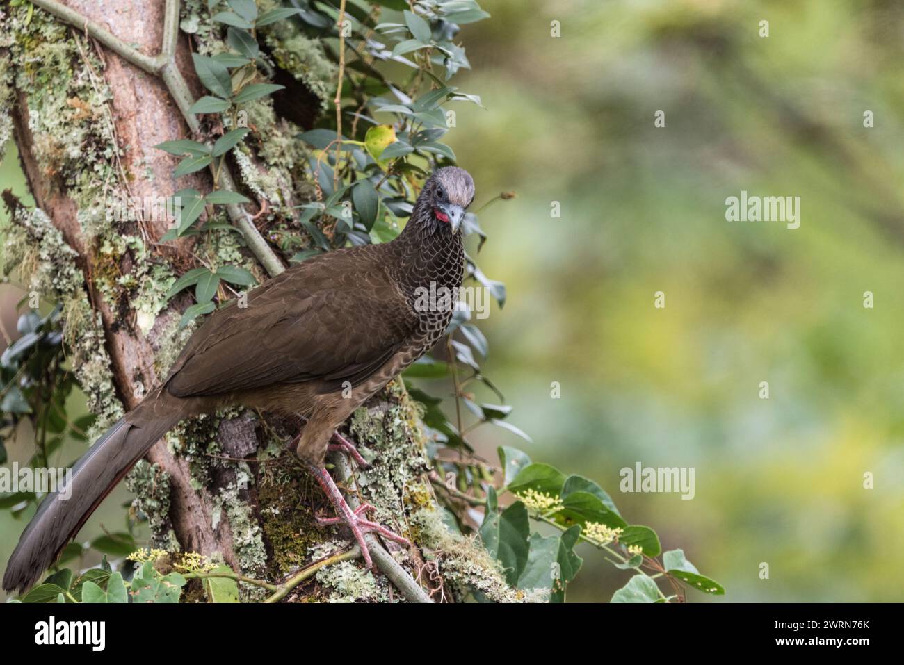 Colombiaanse chachalaca hi-res stock photography and images - Alamy