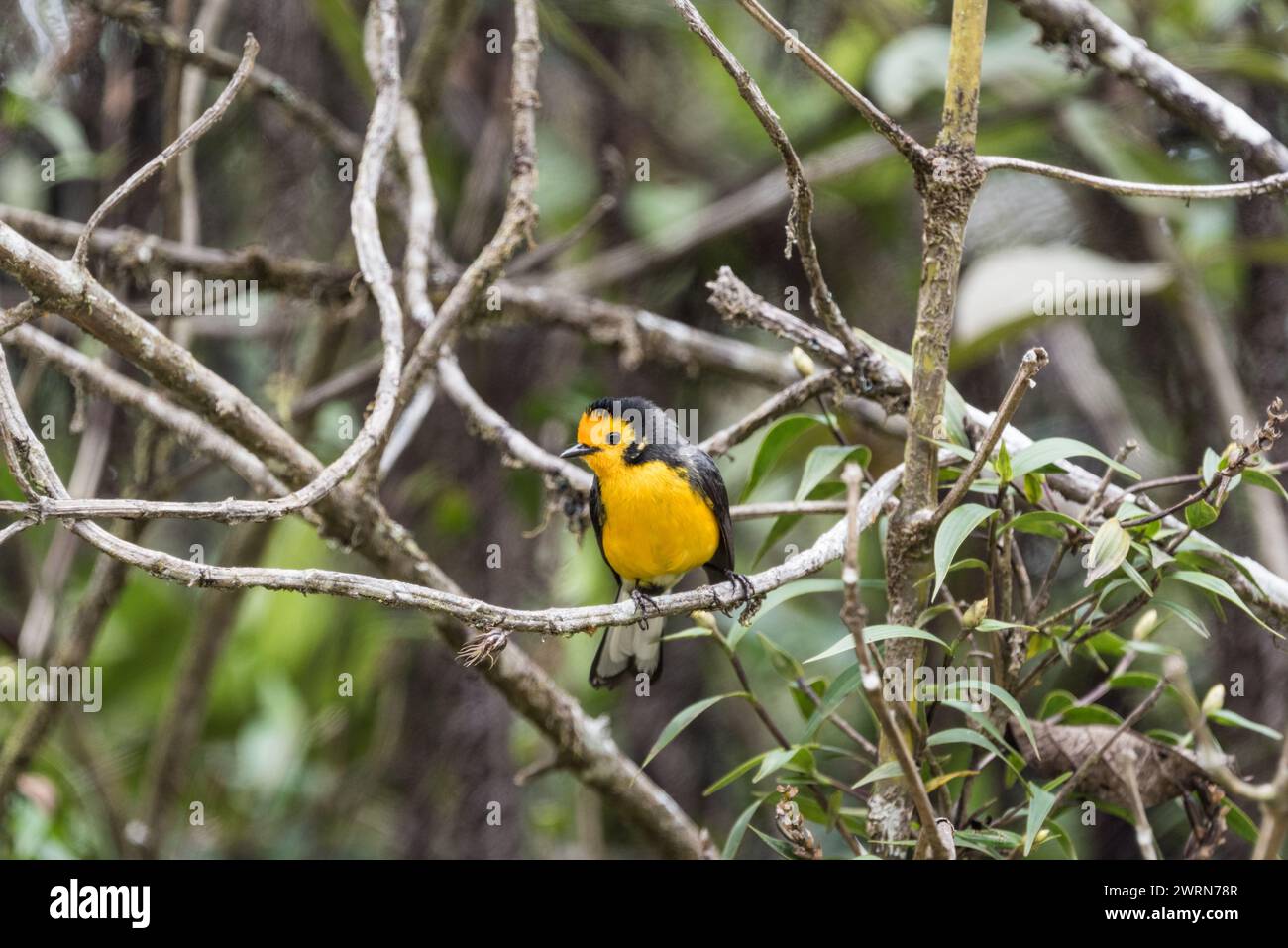 Abanico cariblanco hi-res stock photography and images - Alamy