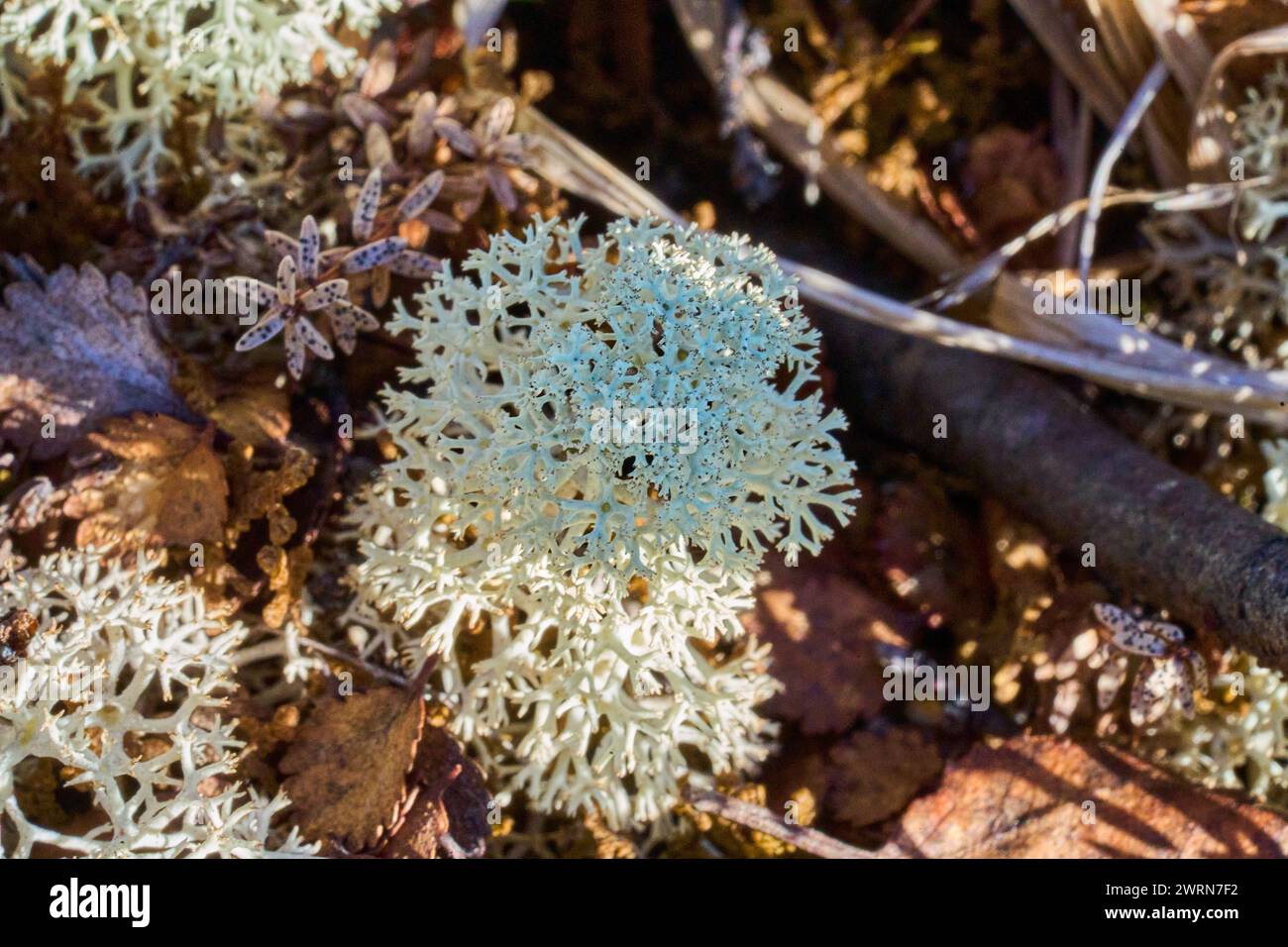 typical vegetation such as lichens and moss in the landscape of cold ...