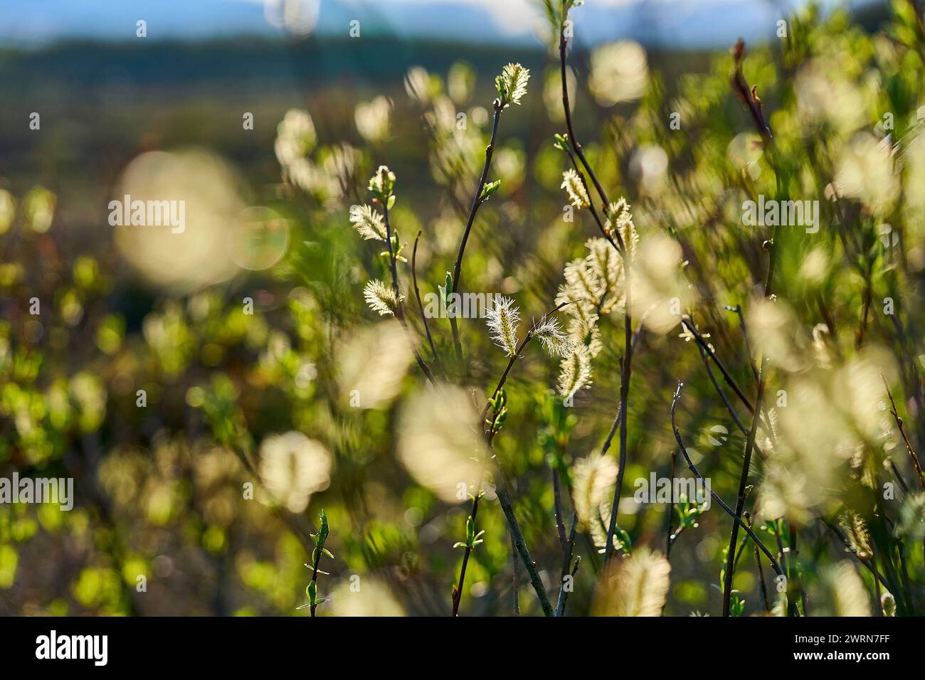 typical vegetation such as lichens and moss in the landscape of cold ...