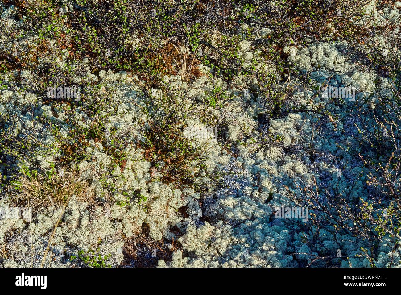 typical vegetation such as lichens and moss in the landscape of cold ...