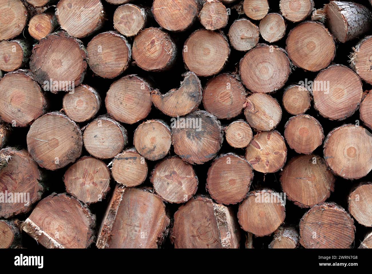 Close up detail from a pile of pine logs, felled and stored for use as ...