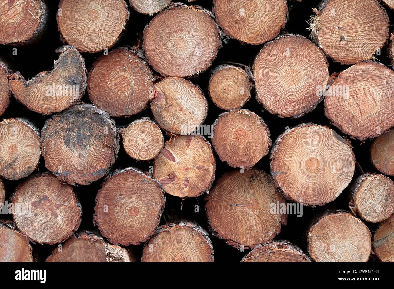 Close up detail from a pile of pine logs, felled and stored for use as ...