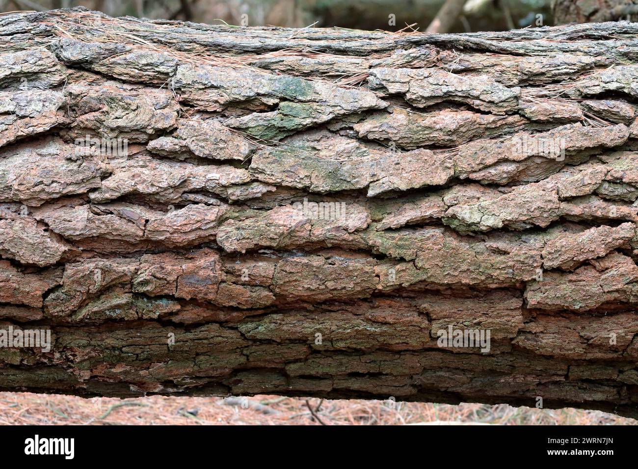 Bark pine tree trunk texture hi-res stock photography and images - Alamy