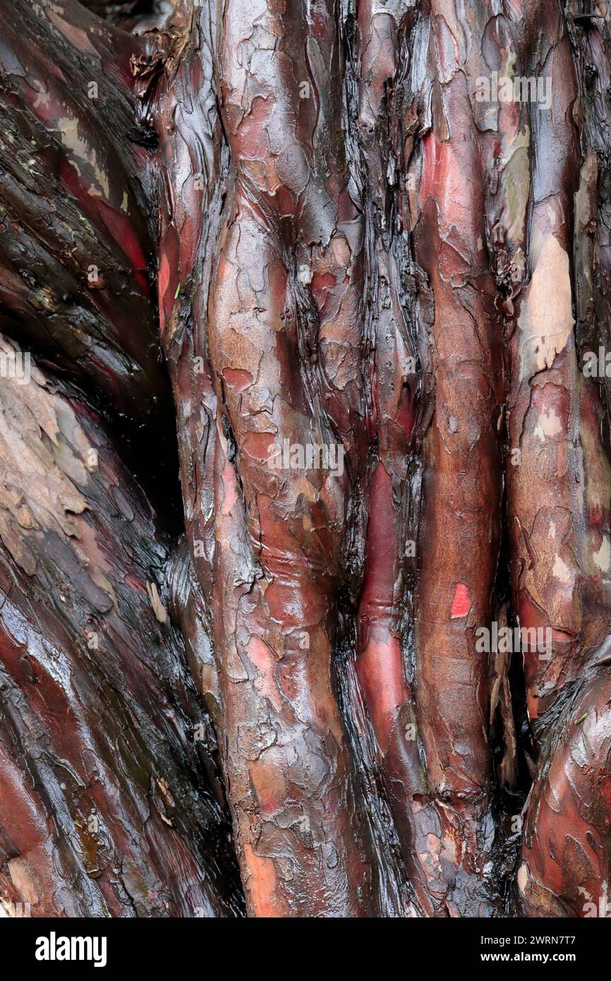 Bark showing texture hi-res stock photography and images - Alamy