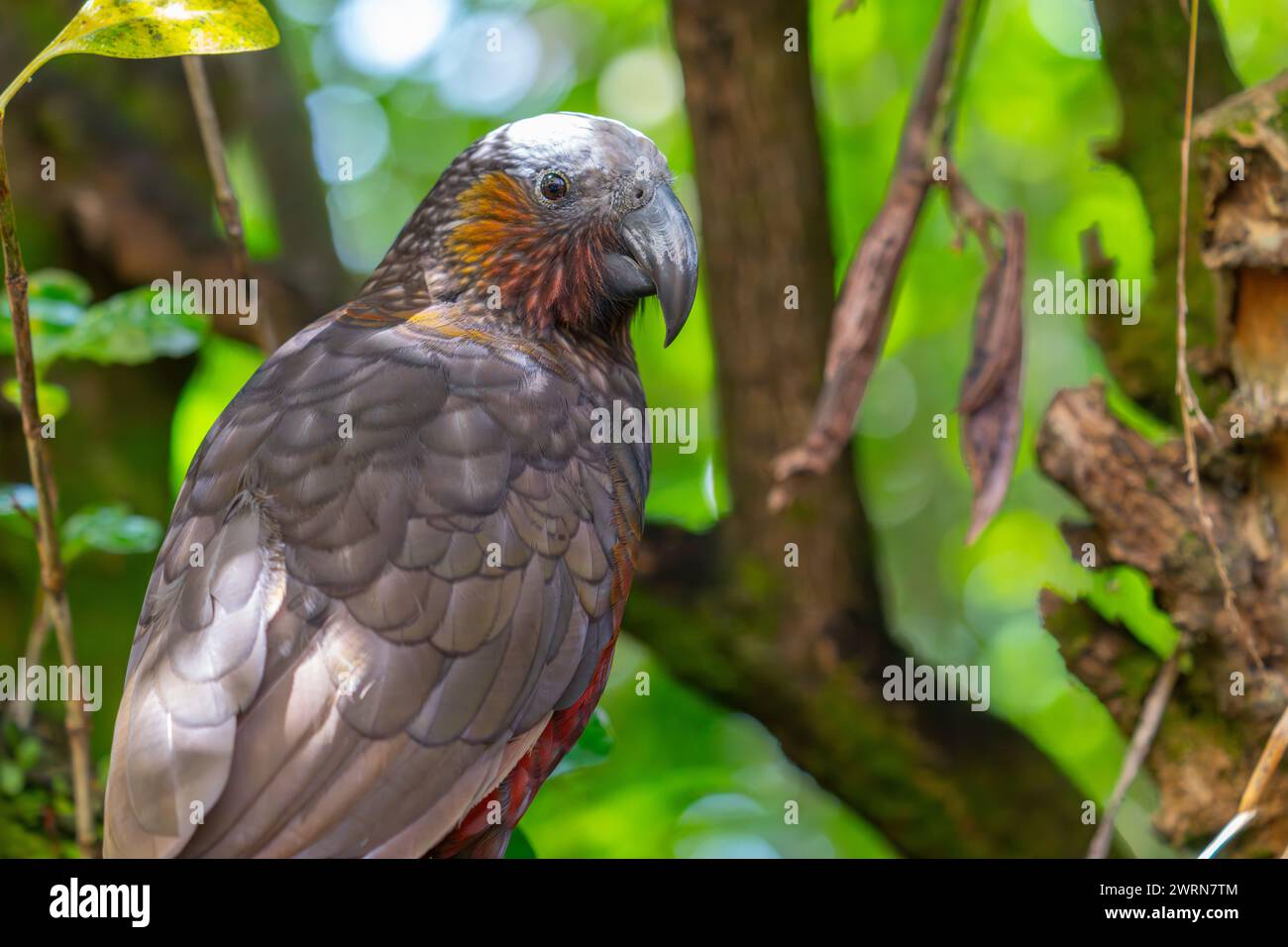 Portrait kaka animal bird hi-res stock photography and images - Alamy