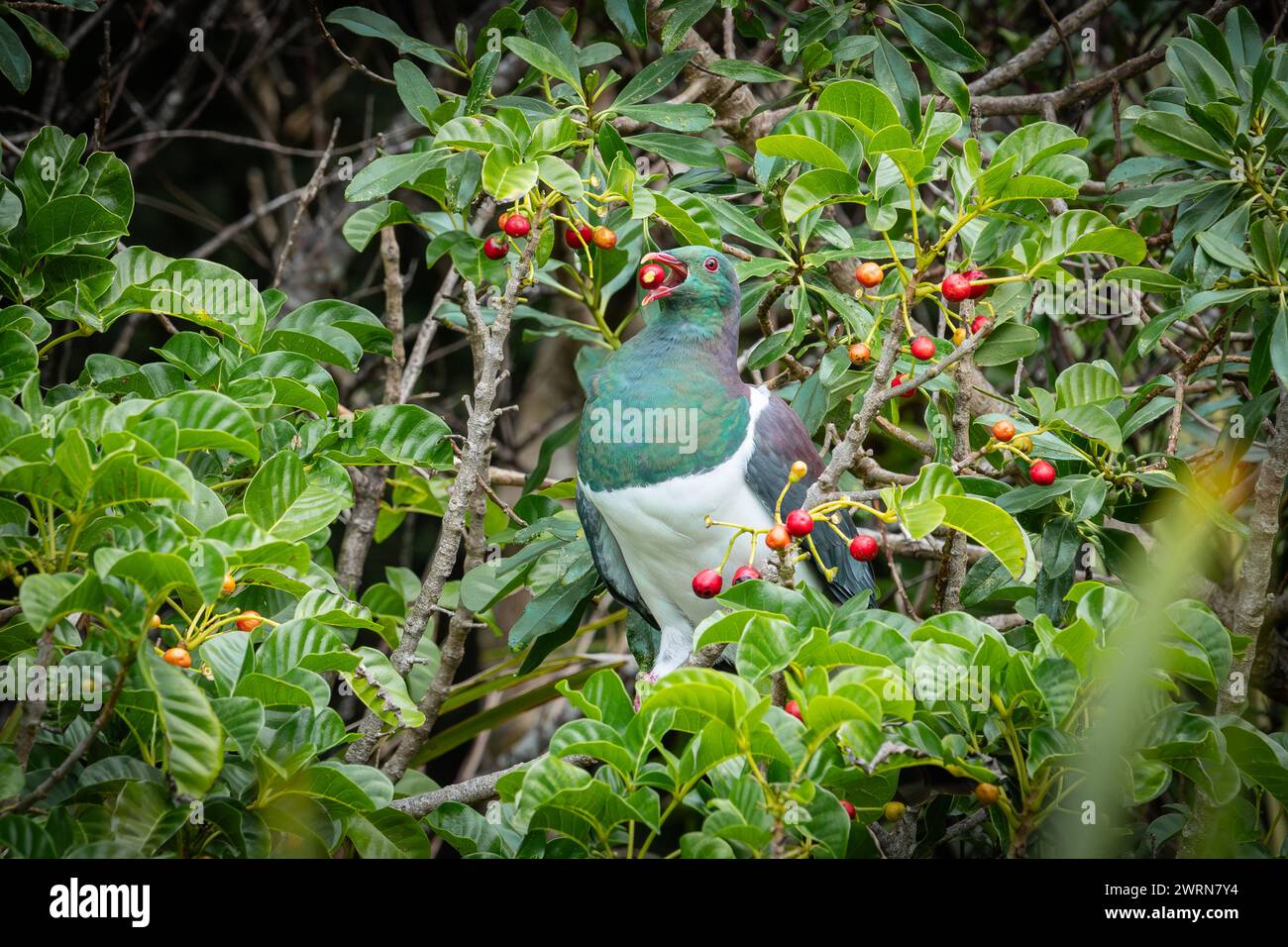 Puriri tree hi-res stock photography and images - Alamy