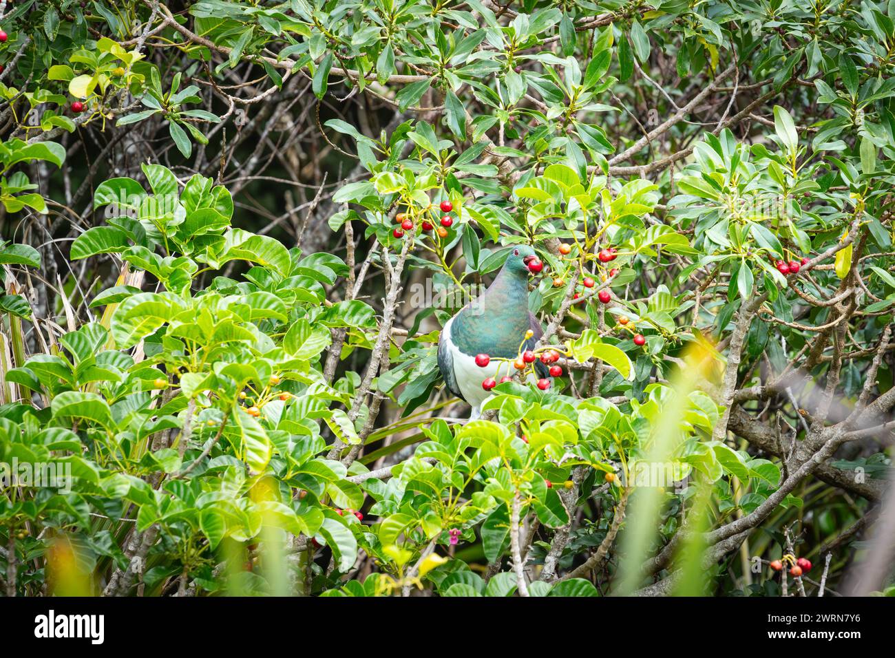 New Zealand wood pigeon in puriri tree feeding on red berries Stock ...