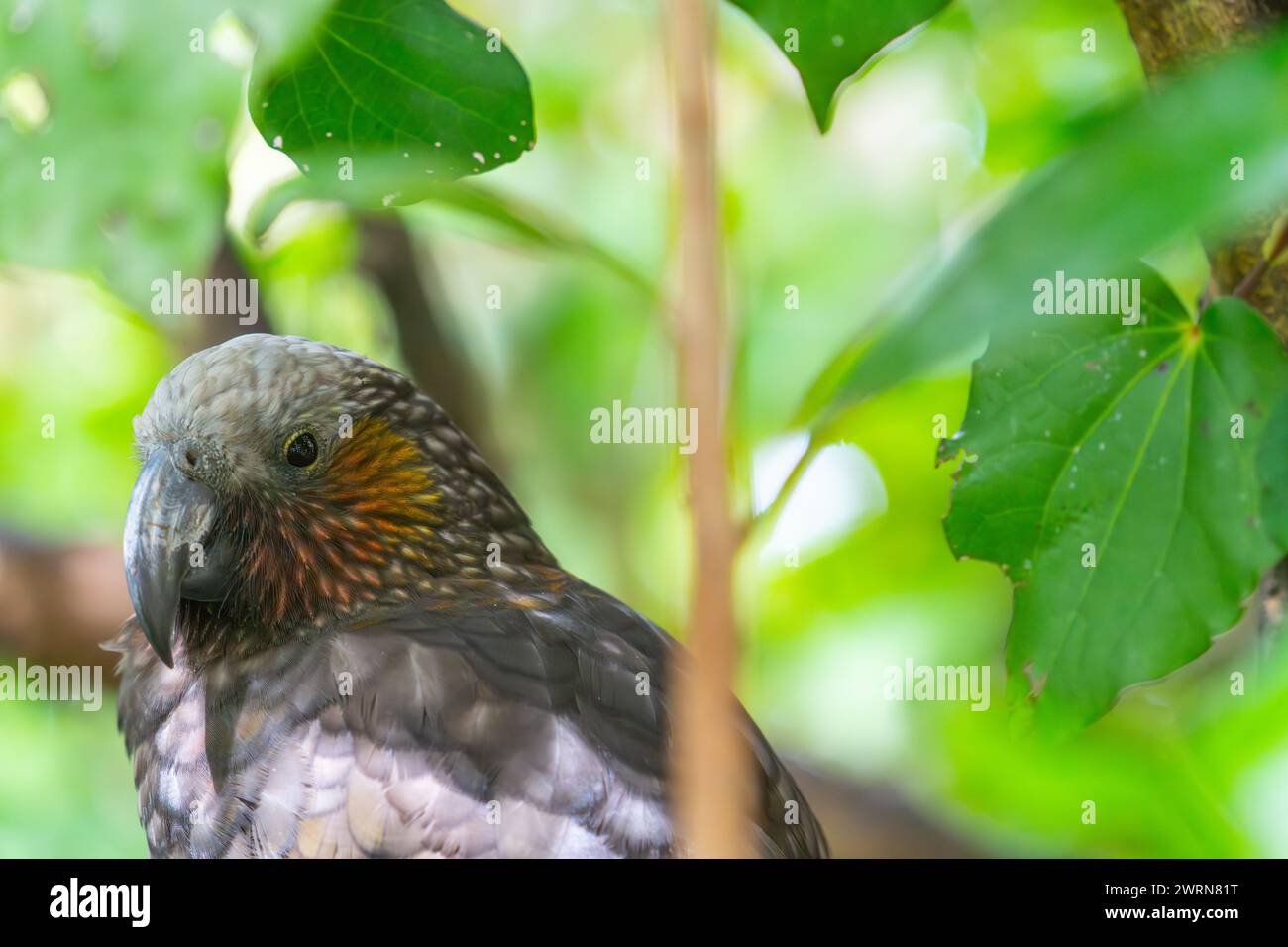 Portrait kaka animal bird hi-res stock photography and images - Alamy