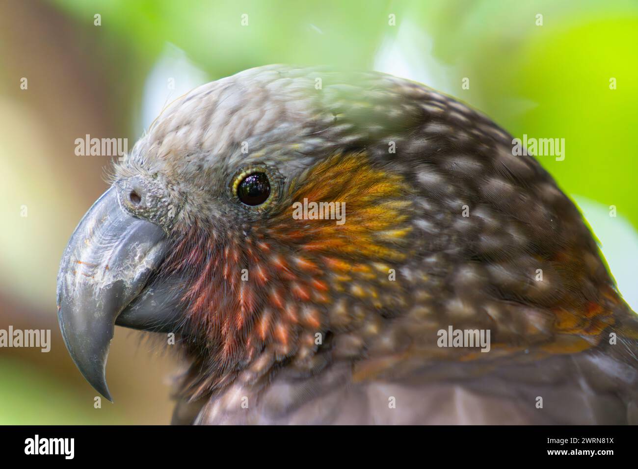 Portrait kaka hi-res stock photography and images - Alamy