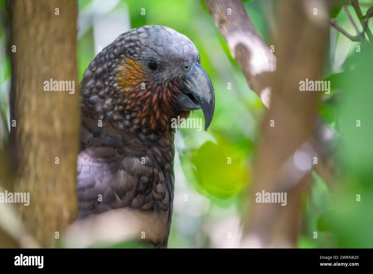 Portrait kaka animal bird hi-res stock photography and images - Alamy