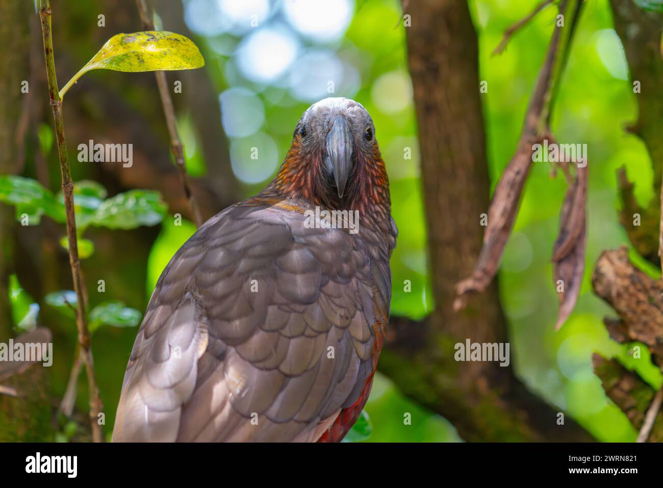 Portrait kaka animal bird hi-res stock photography and images - Alamy