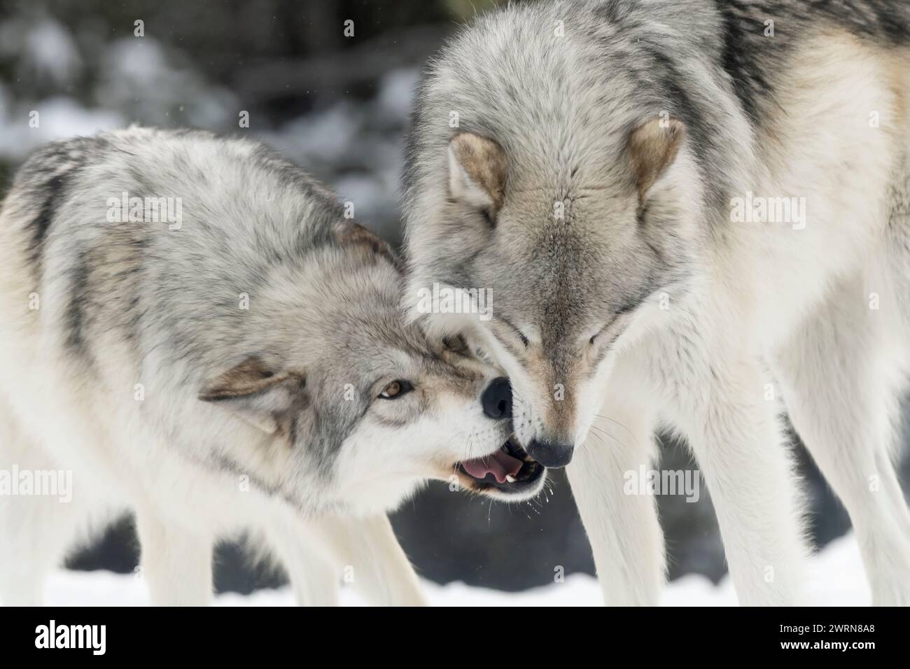 Submissive wolf l and dominant wolf r both males hi-res stock photography and images - Alamy