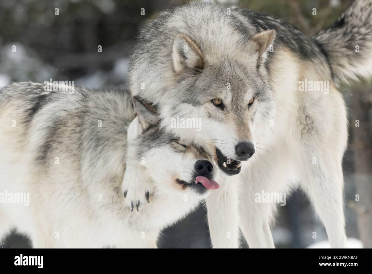 Submissive wolf l and dominant wolf r both males hi-res stock ...