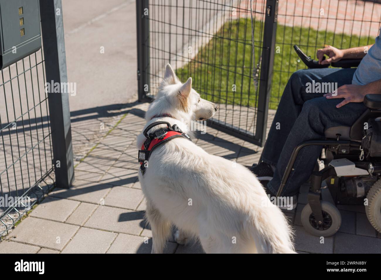 Trained service dog opening and closing a door to his male owner in an ...
