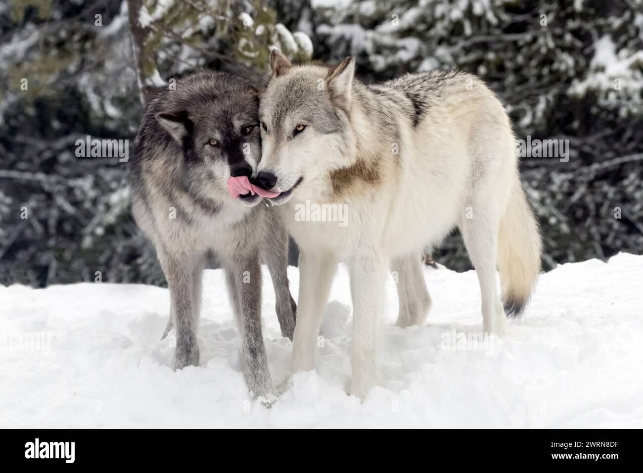 Captive accredited zoo hi-res stock photography and images - Alamy