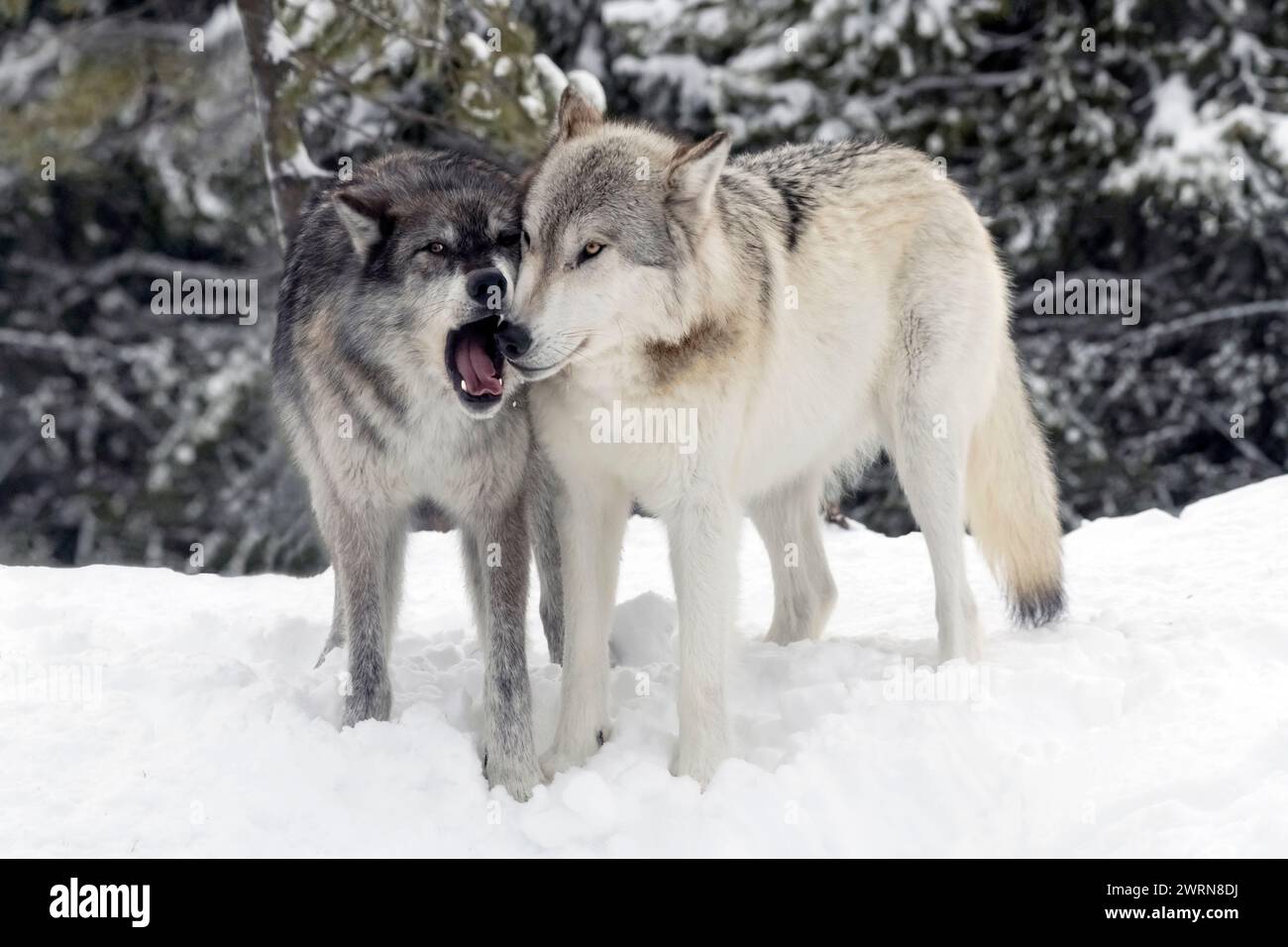 North America; United States; Montana; Wildlife; Predators; Canine ...