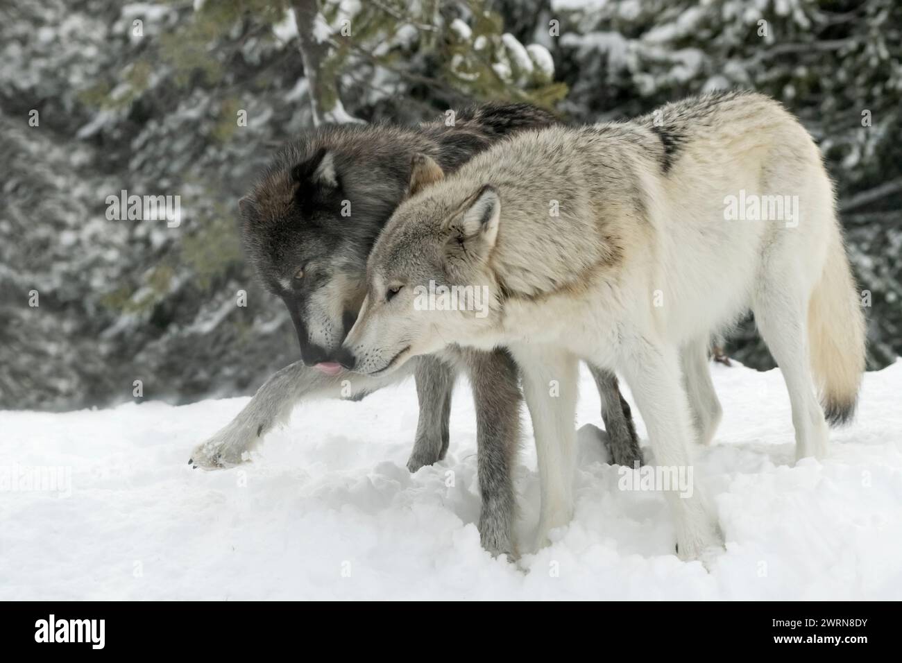 Captive accredited zoo hi-res stock photography and images - Alamy