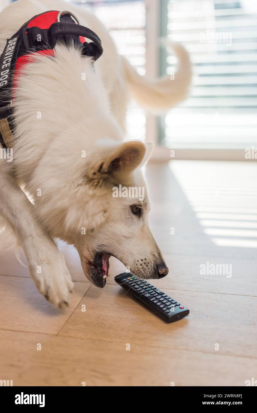 Trained service dog responding to a command from his owner man in a ...