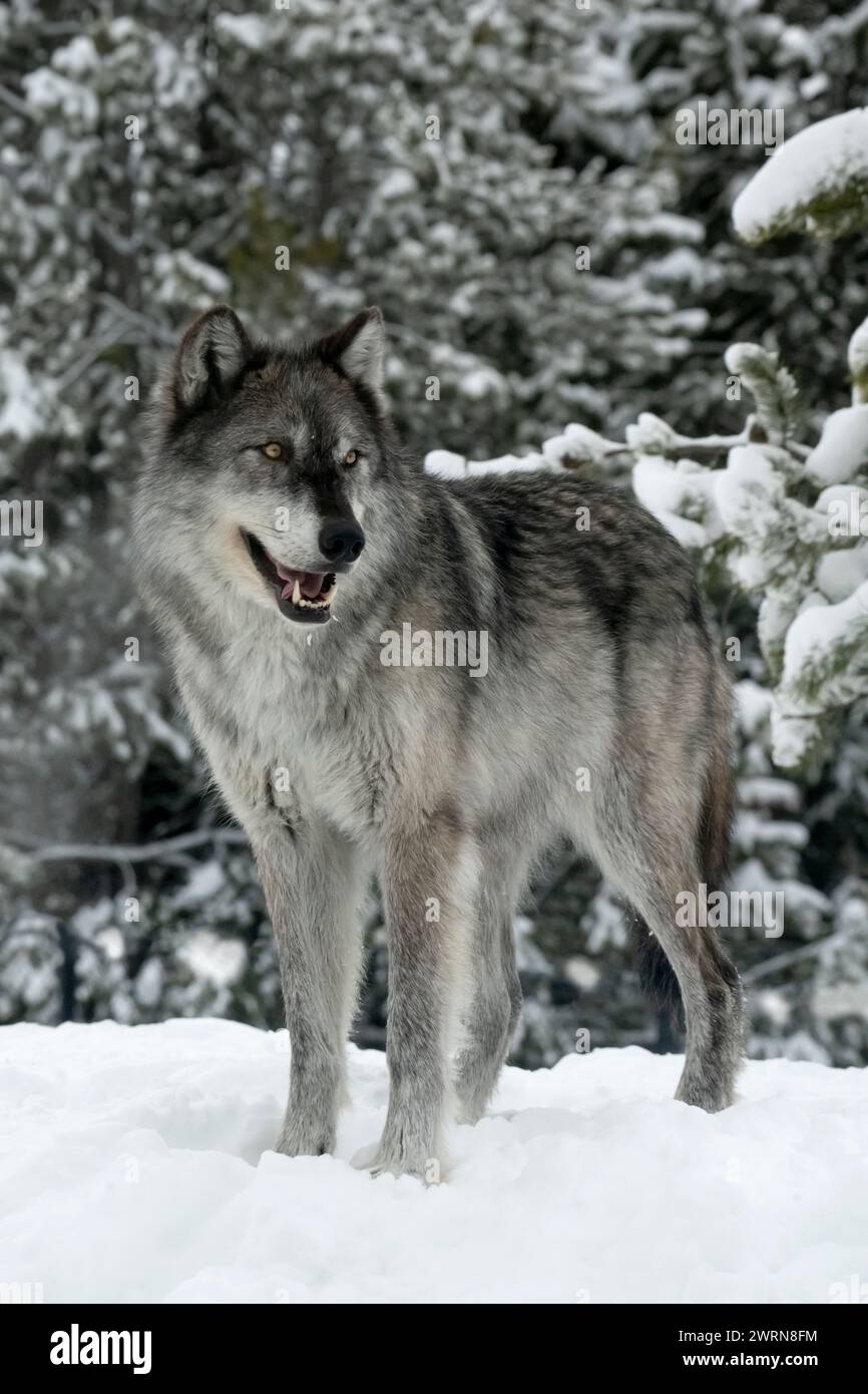 North America; United States; Montana; Wildlife; Predators; Canine ...