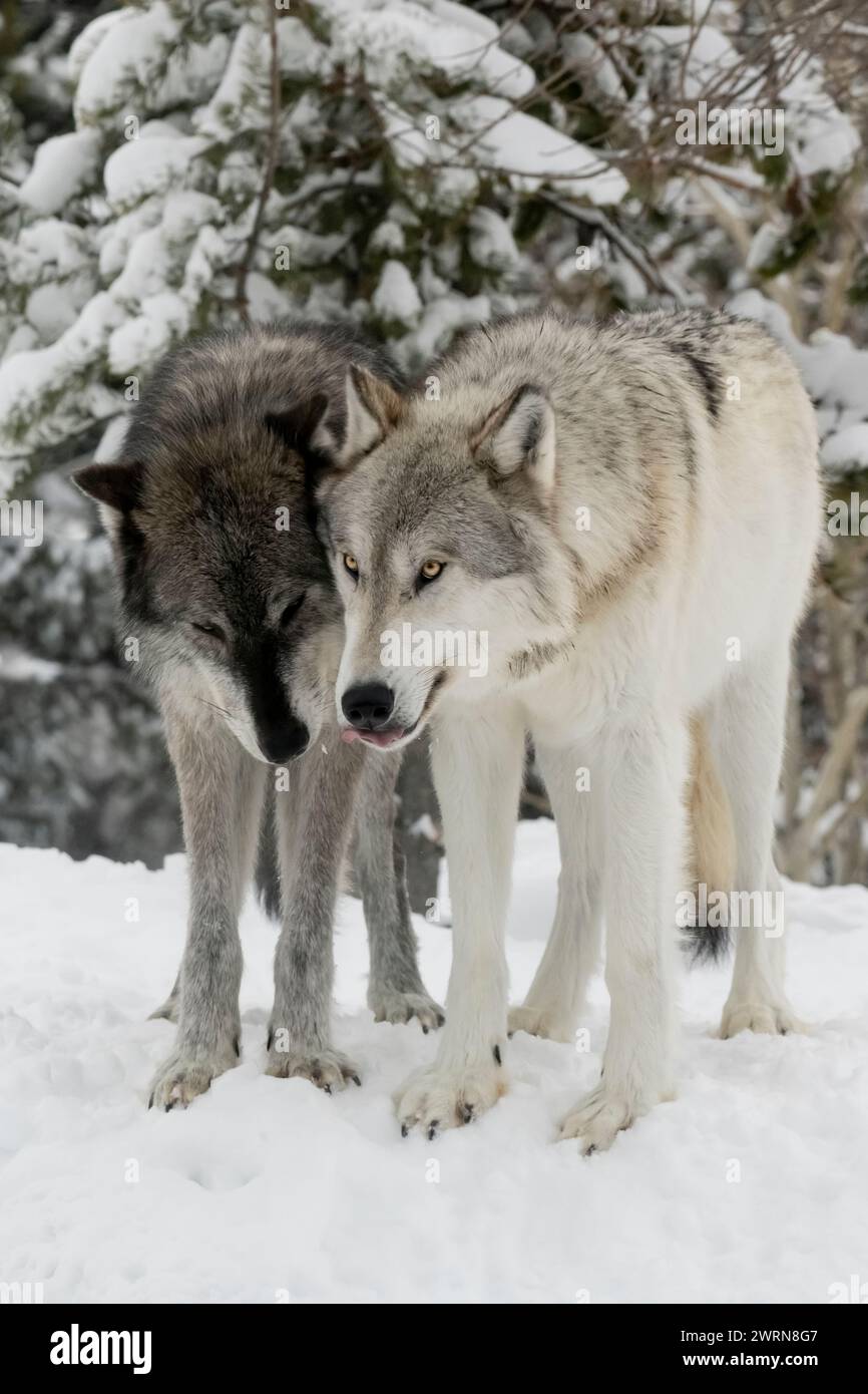 Captive accredited zoo hi-res stock photography and images - Alamy