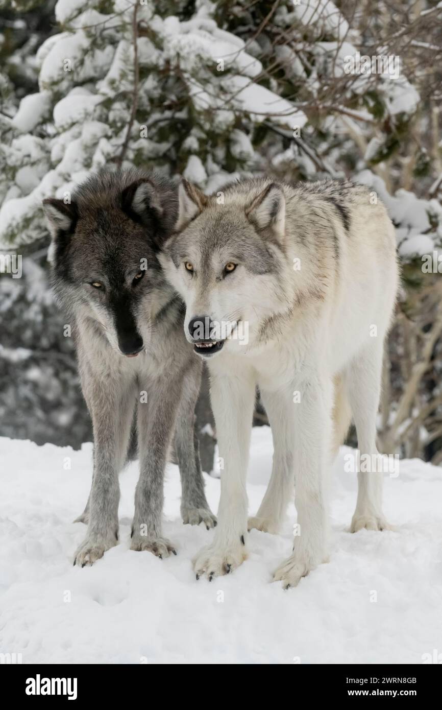 Captive accredited zoo hi-res stock photography and images - Alamy