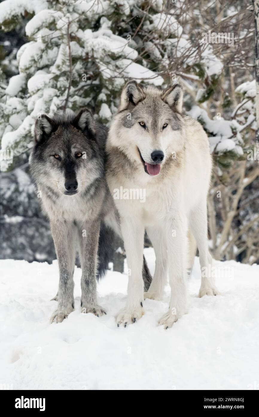 Captive accredited zoo hi-res stock photography and images - Alamy