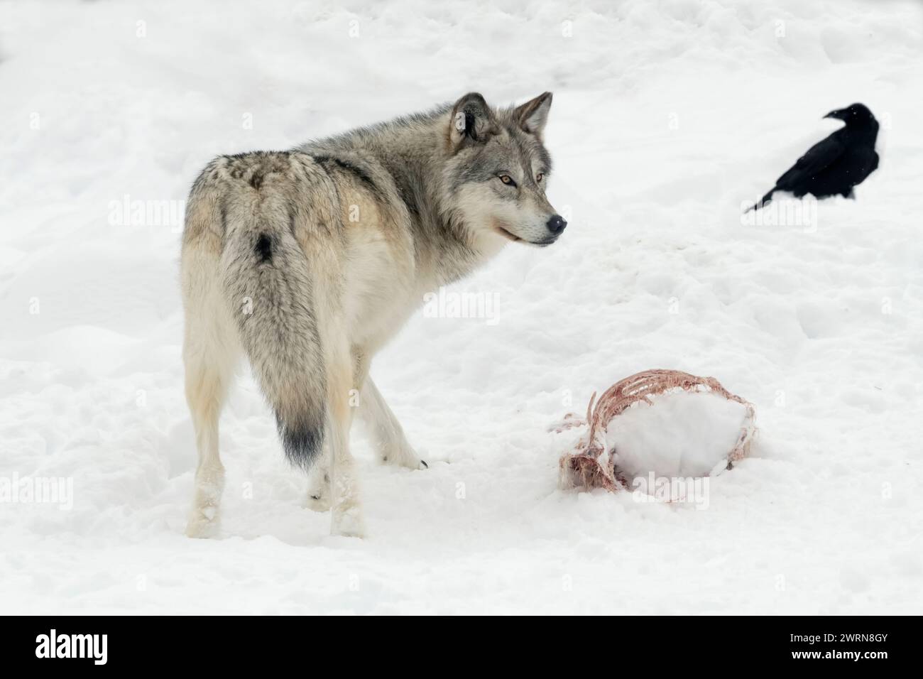 Captive accredited zoo hi-res stock photography and images - Alamy