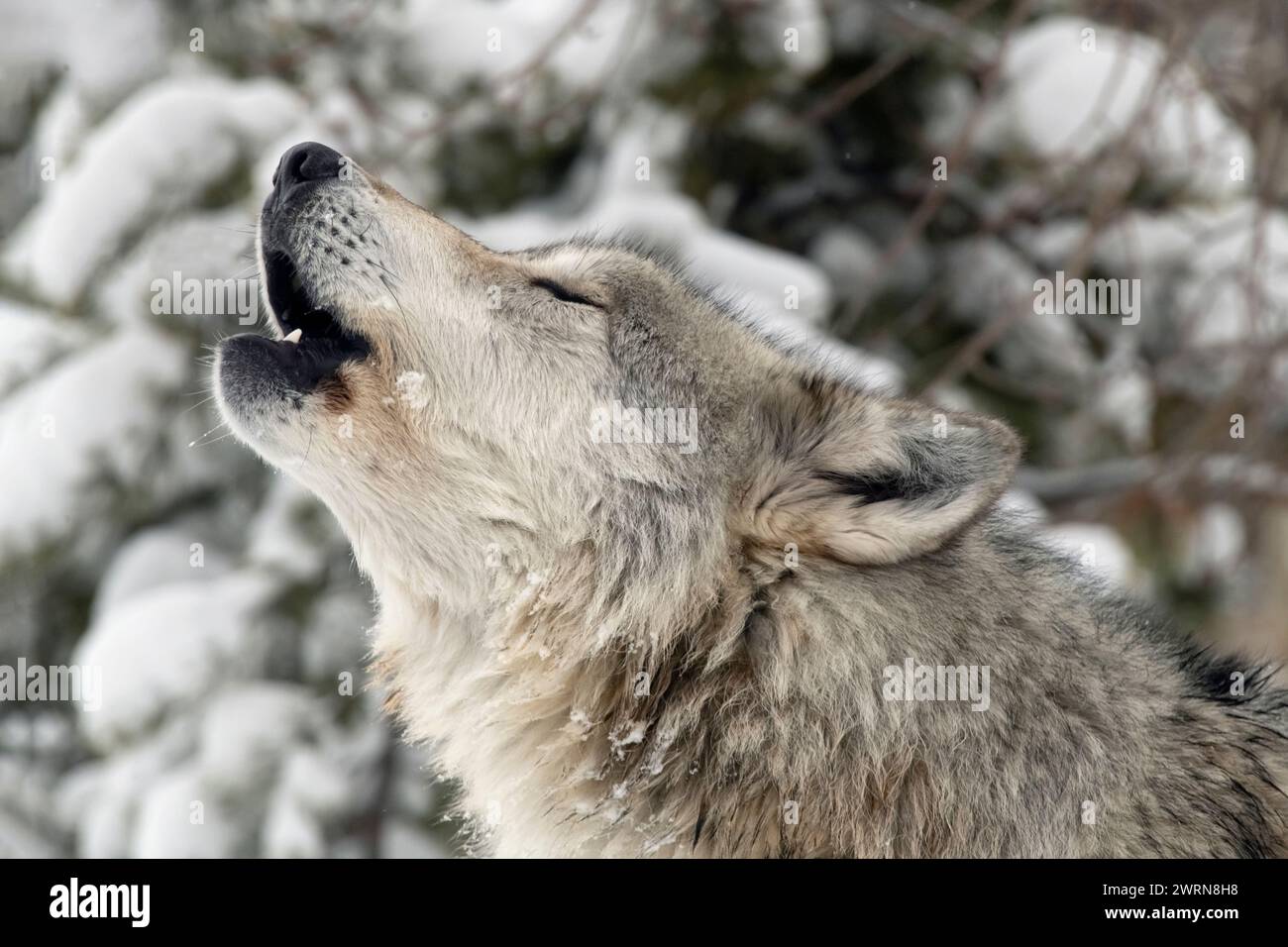 Captive accredited zoo hi-res stock photography and images - Alamy