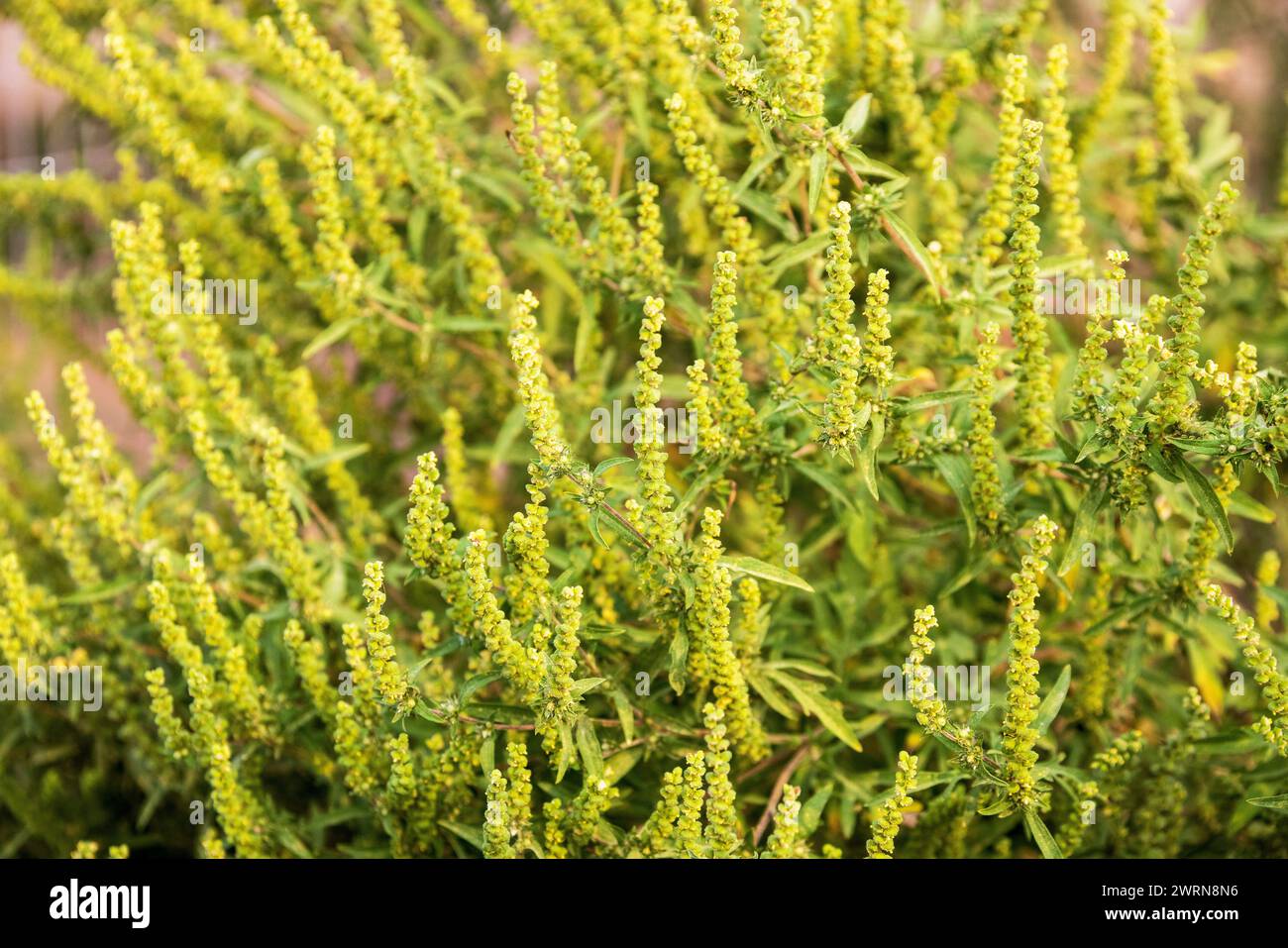 Flowering ragweed (Ambrosia artemisiifolia) plant growing outside, a ...