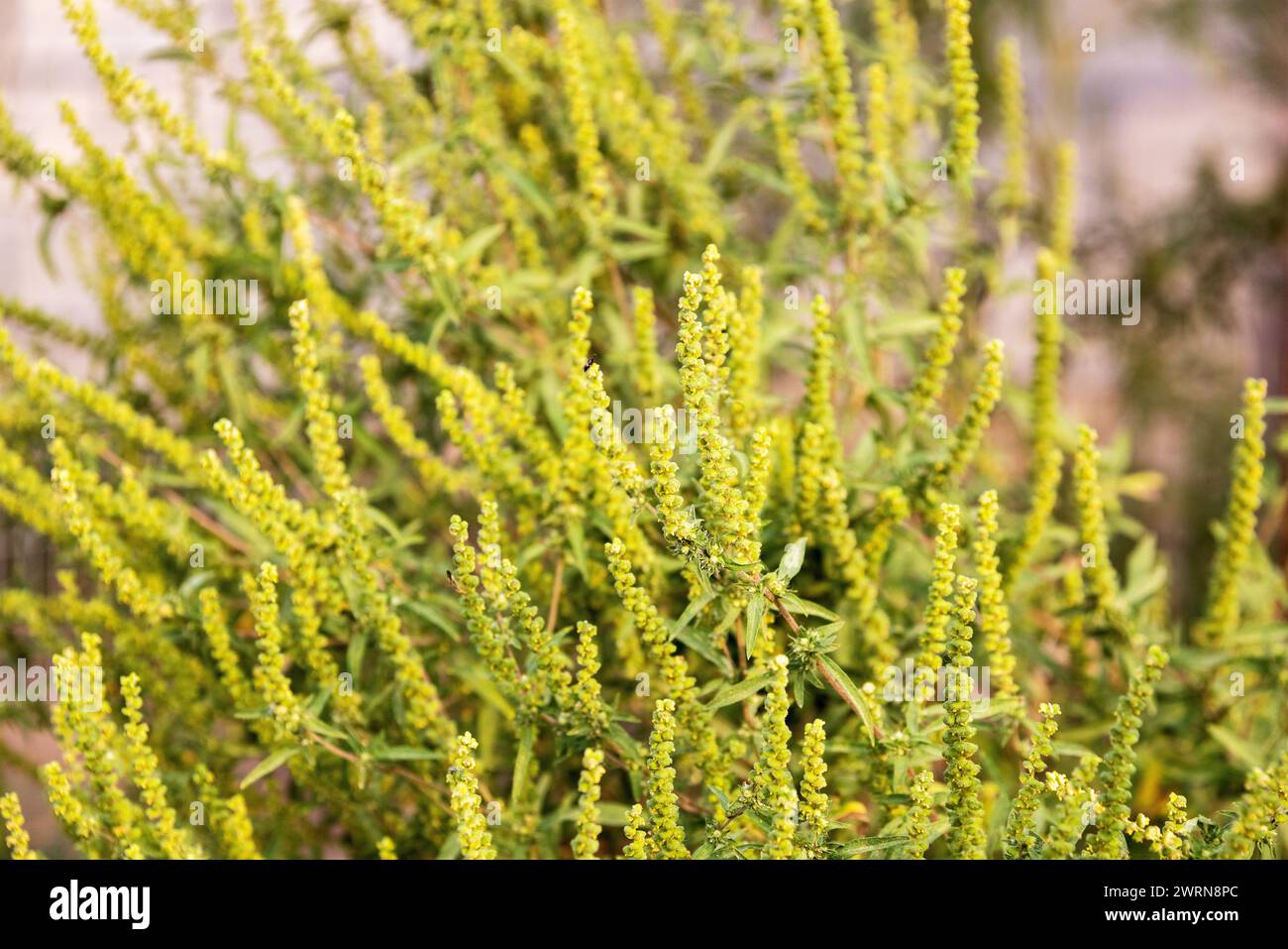 Flowering ragweed (Ambrosia artemisiifolia) plant growing outside, a ...