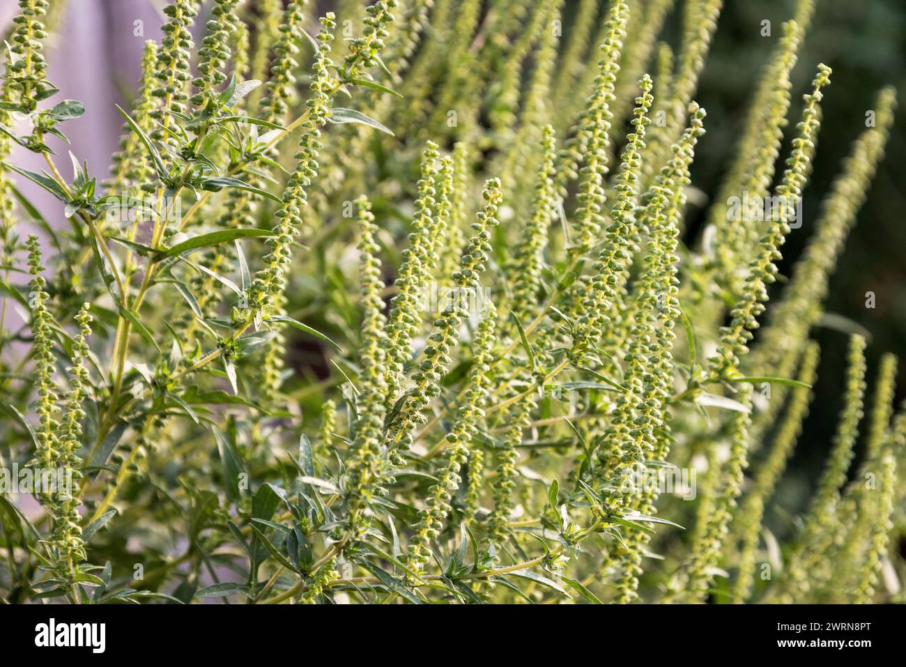 Flowering ragweed (Ambrosia artemisiifolia) plant growing outside, a ...