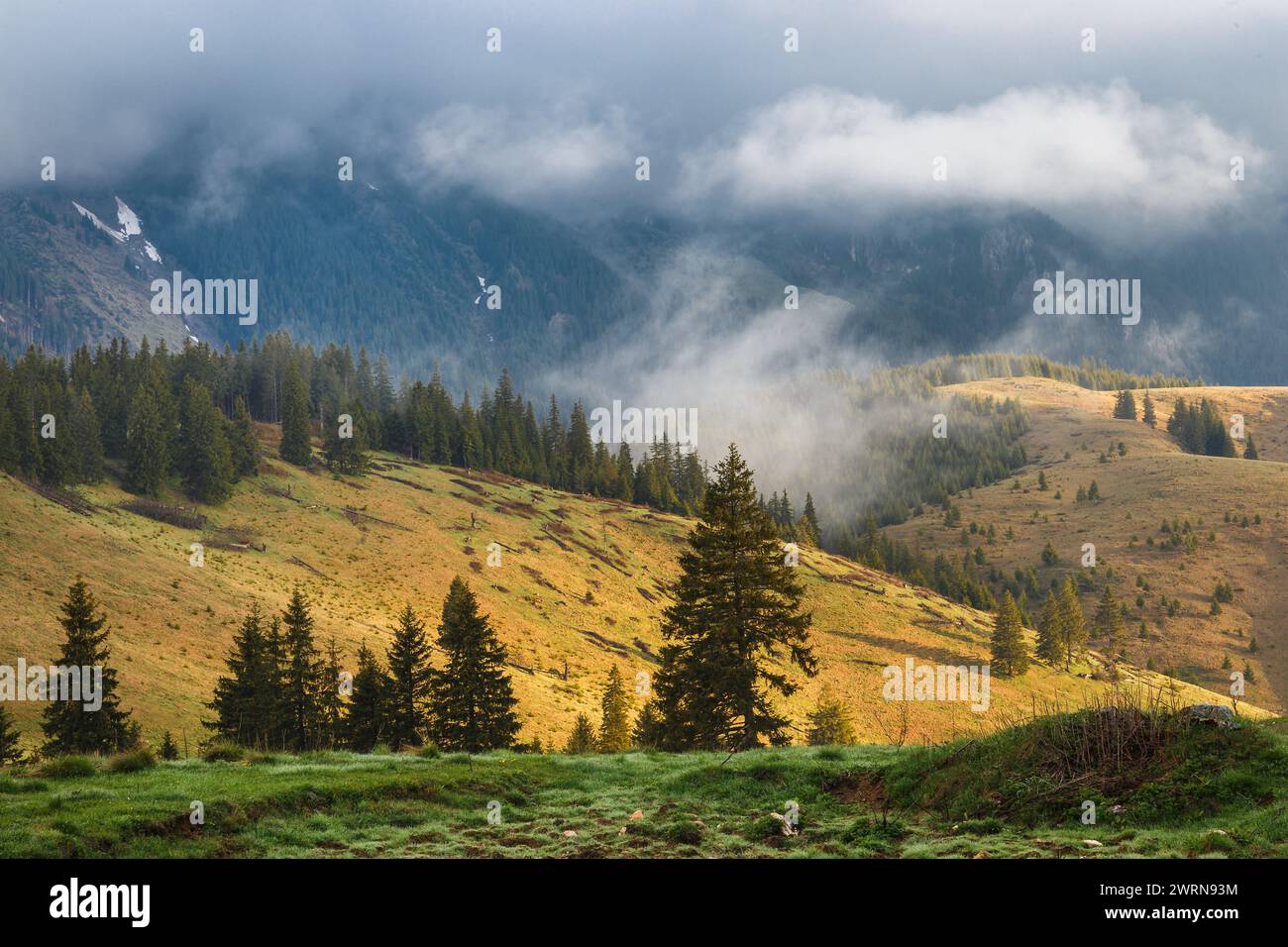 Landscape with pine forests and mountains in Romania, in spring Stock ...