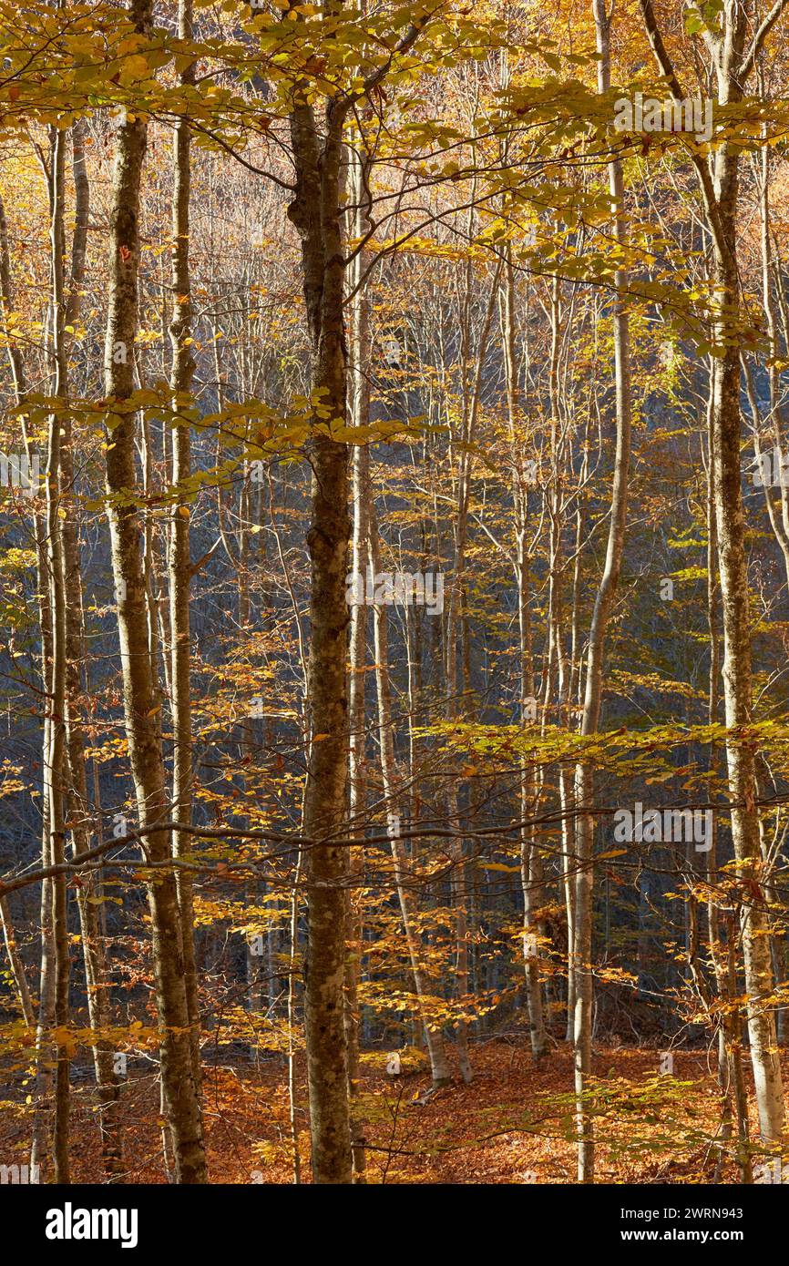 Beech trees with autumn colors.Autumn in the mountain Stock Photo - Alamy