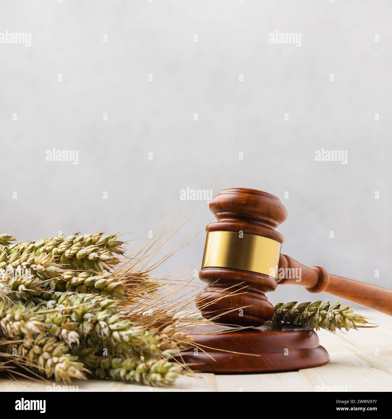 Judgment hammer, ears of wheat and barley on the table with copy space ...
