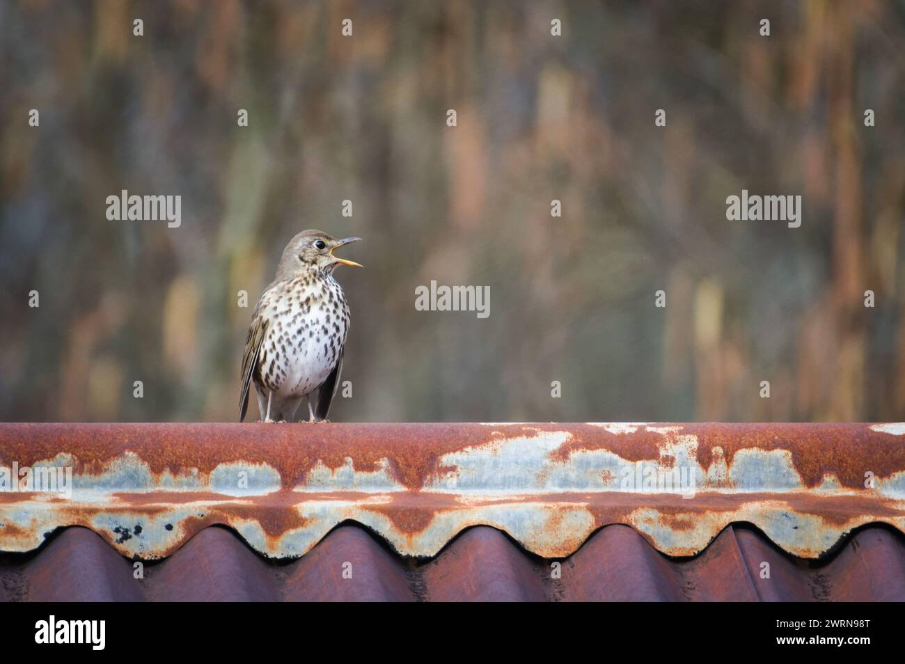 Song thrush habitat hi-res stock photography and images - Alamy