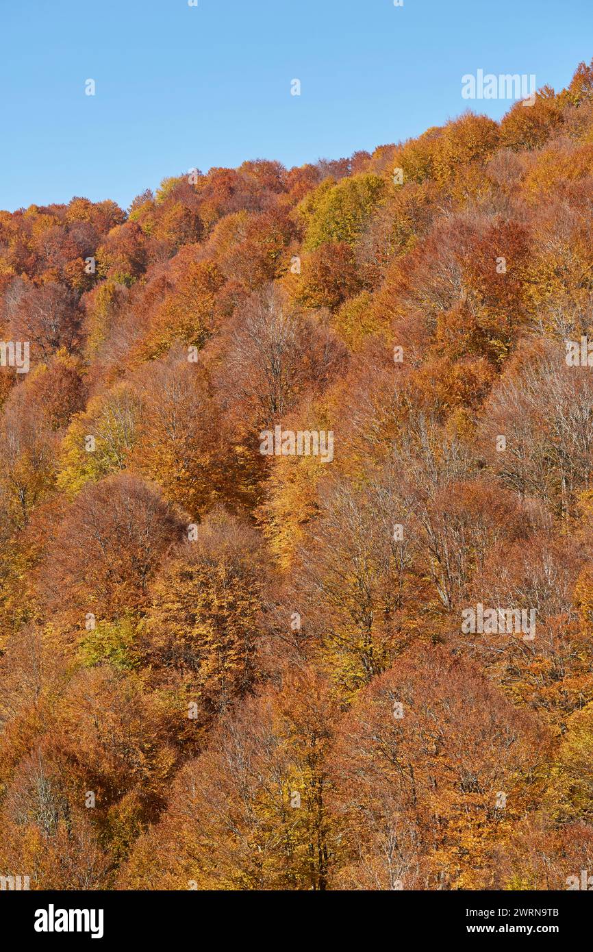 Beech trees with autumn colors.Autumn in the mountain Stock Photo - Alamy