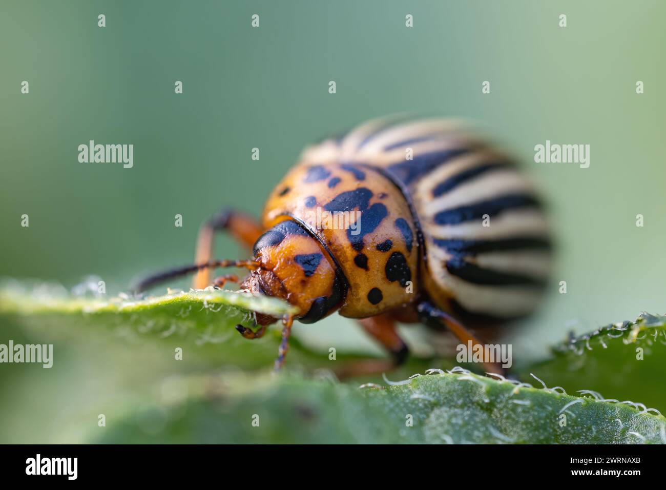 Colorado beetle (Leptinotarsa decemlineata) bug eating leaf of potato ...