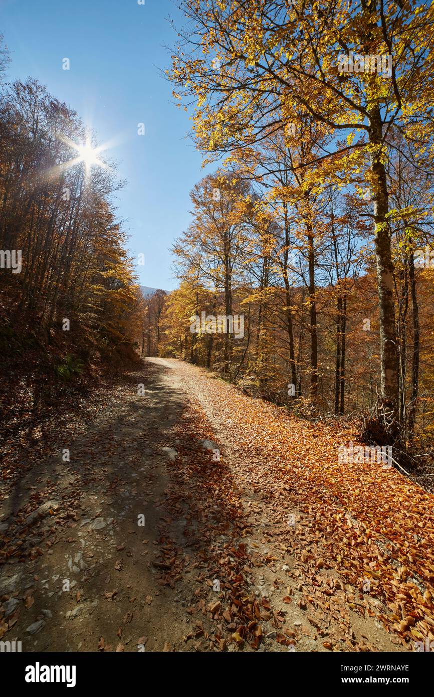 Beech trees with autumn colors.Autumn in the mountain Stock Photo - Alamy