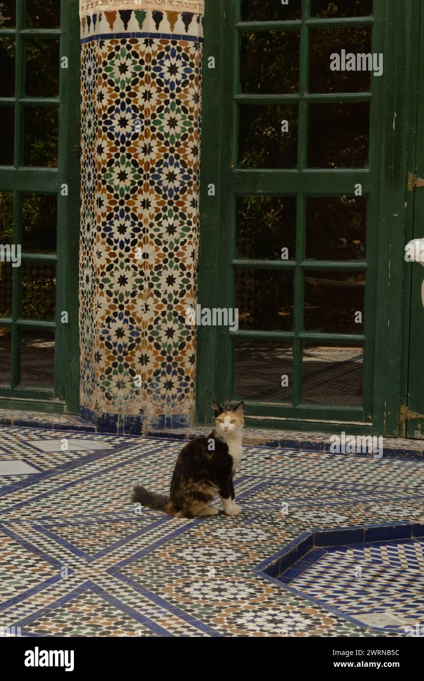 Moroccan cat hi-res stock photography and images - Alamy